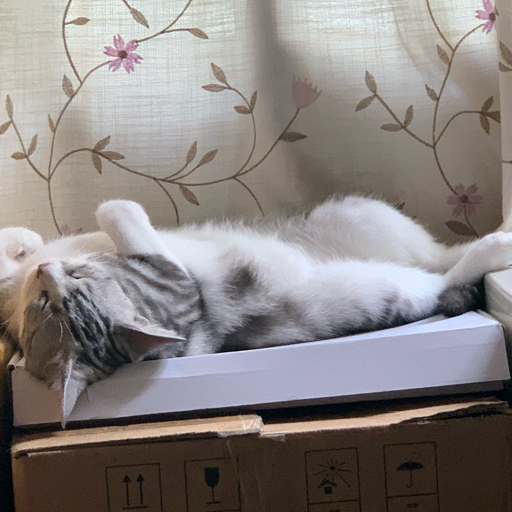 猫妮噜噜 