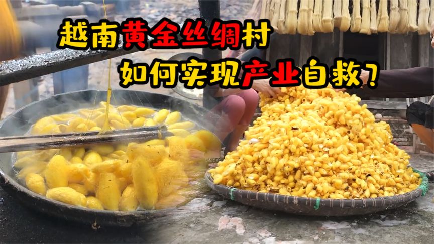 黄金蚕丝是如何制作的?备受打击的越南丝绸村,如何实现产业自救