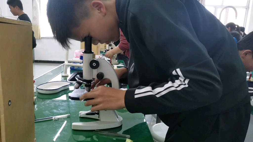 实验:制作并观察植物细胞临时装片(初中生物)