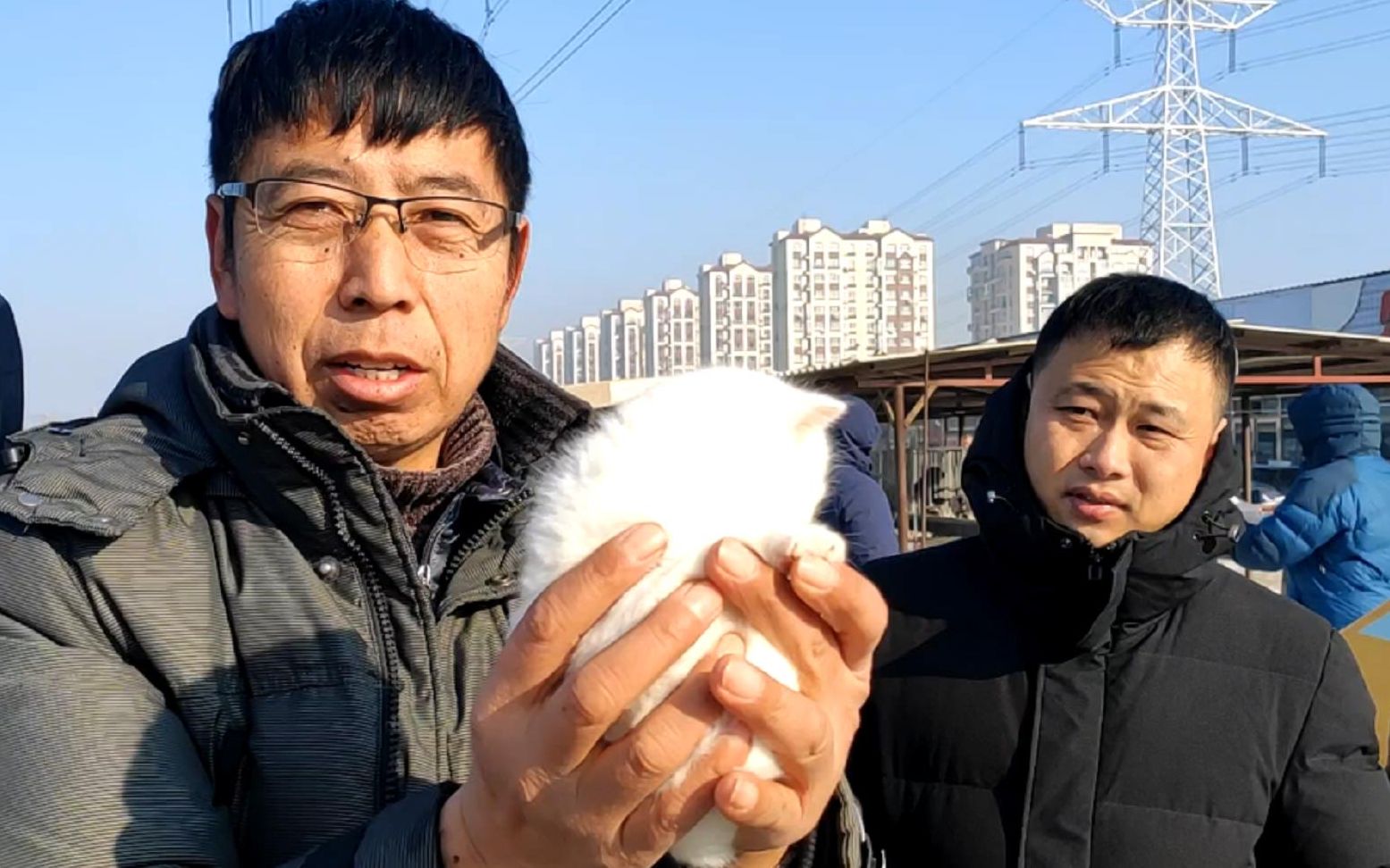 这个宠物市场里的布偶猫真便宜,六百一只你敢买吗?这一只布偶要八千