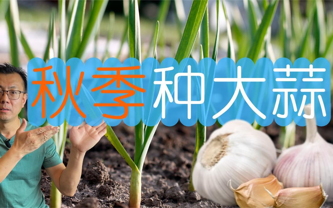 7分钟学会种大蒜:选种,播种,出苗,满满干货,种大蒜必看!