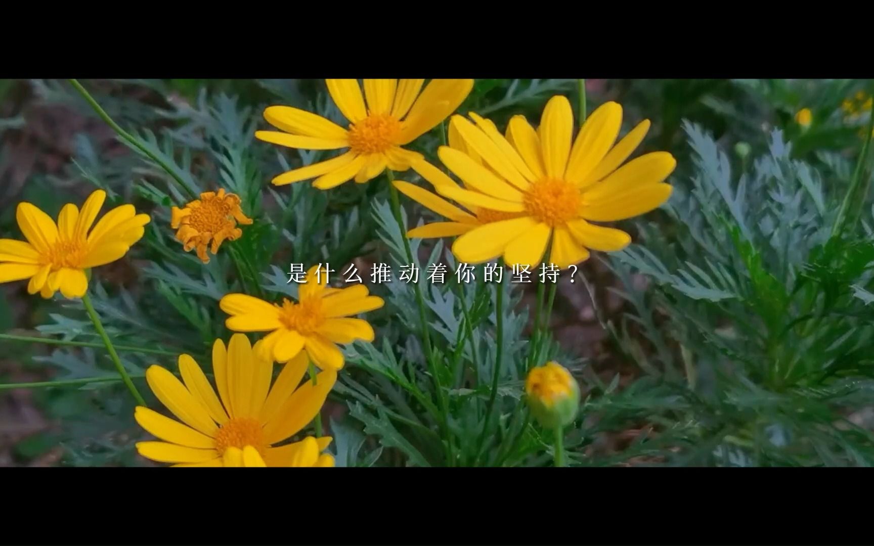 剪辑师-个人简历&作品混剪