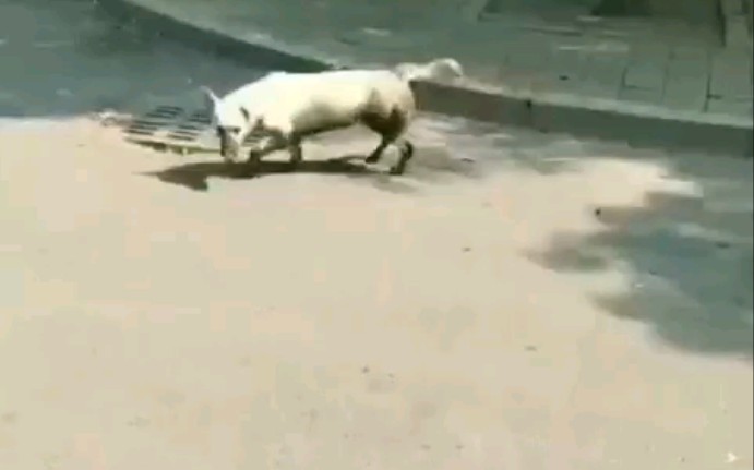 志愿者救助被困废弃下水道的小狗