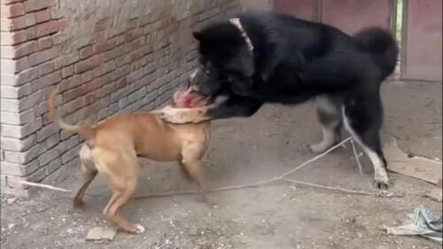 比特犬vs藏獒,谁使狗中王者