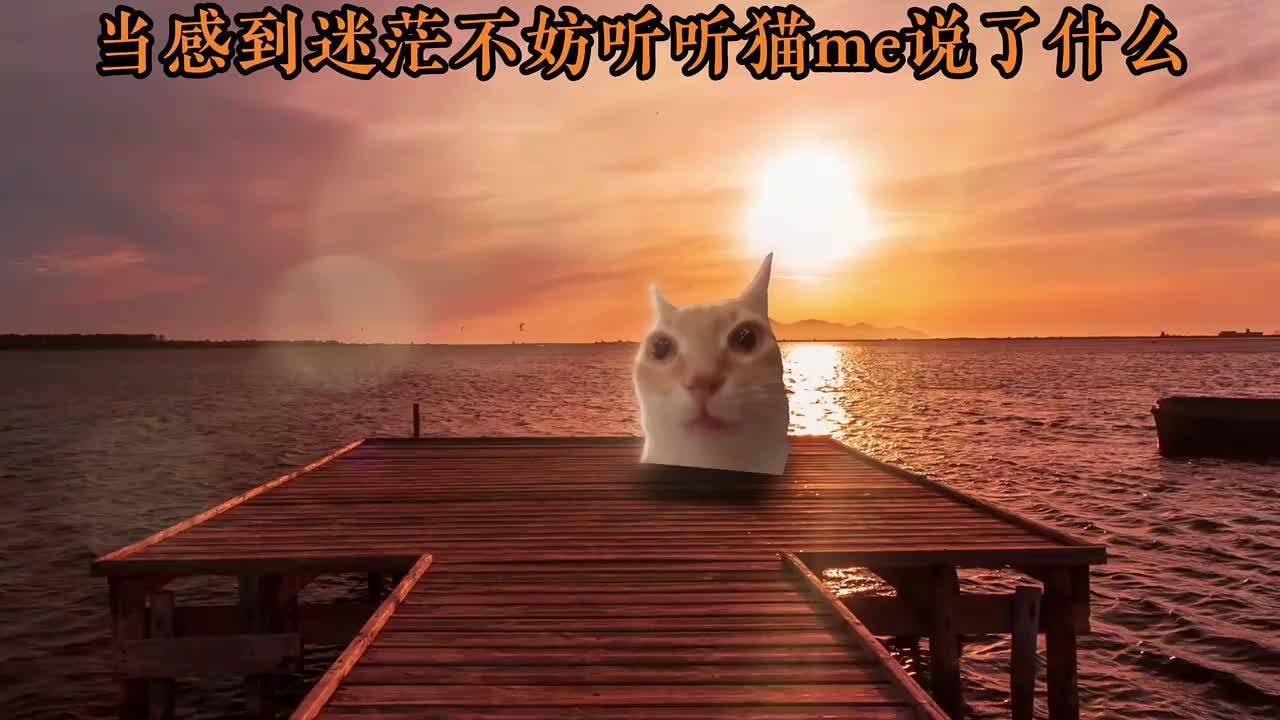 当感到迷茫不妨听听猫me说了什么