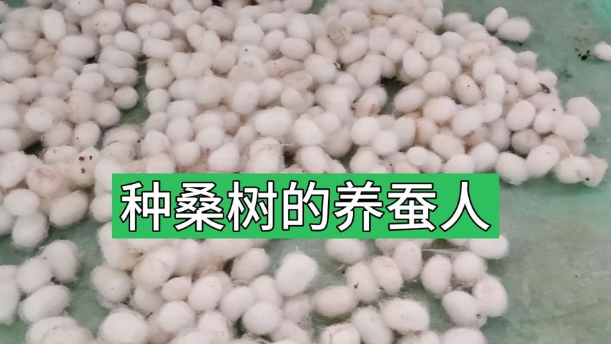 种植桑树是为了养蚕吐丝,大家都知道蚕丝有哪些用途吗?