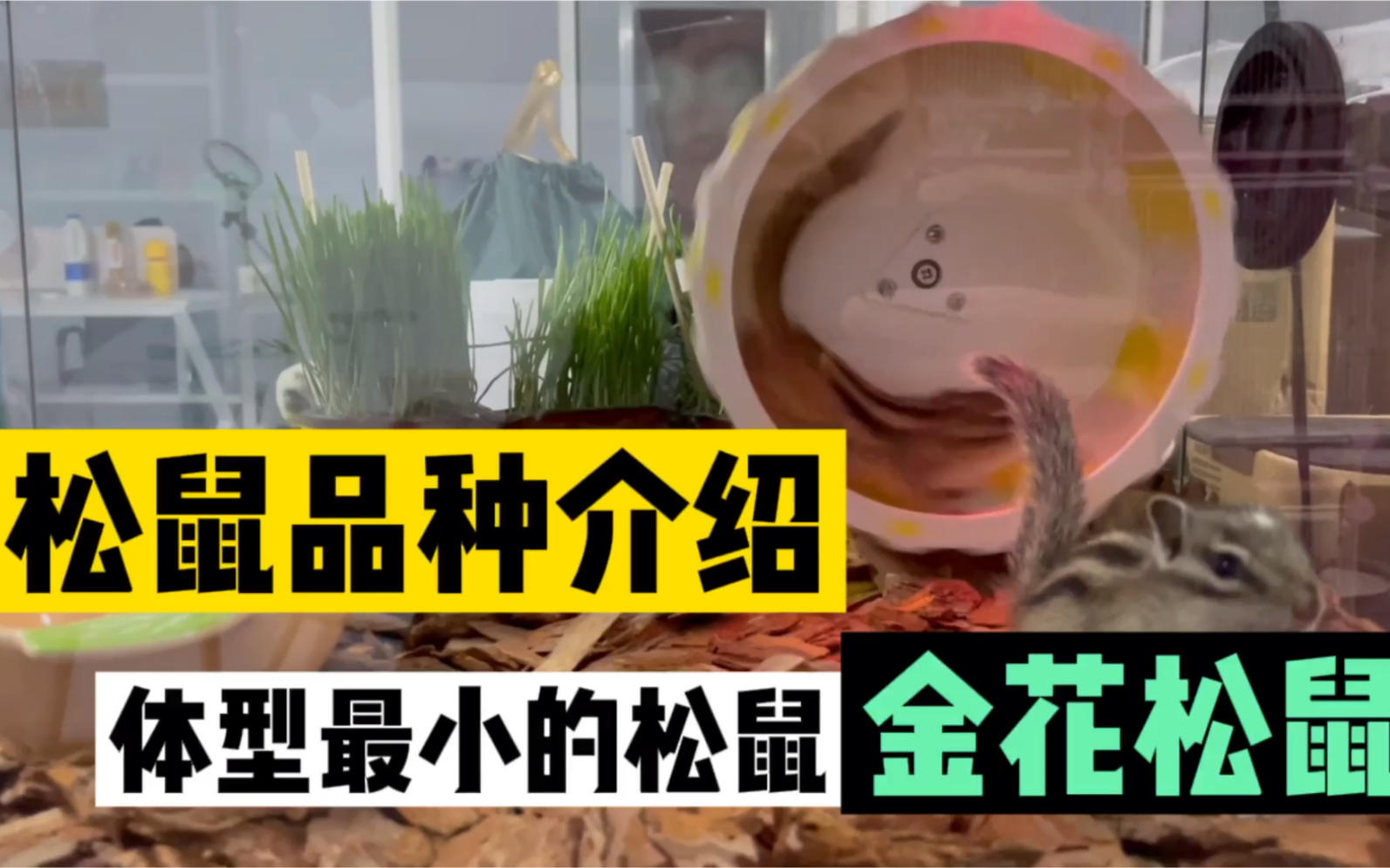 松鼠品种介绍,体型最小的松鼠—金花松鼠