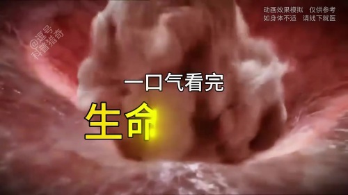 生命诞生的全过程一神奇的生命之旅