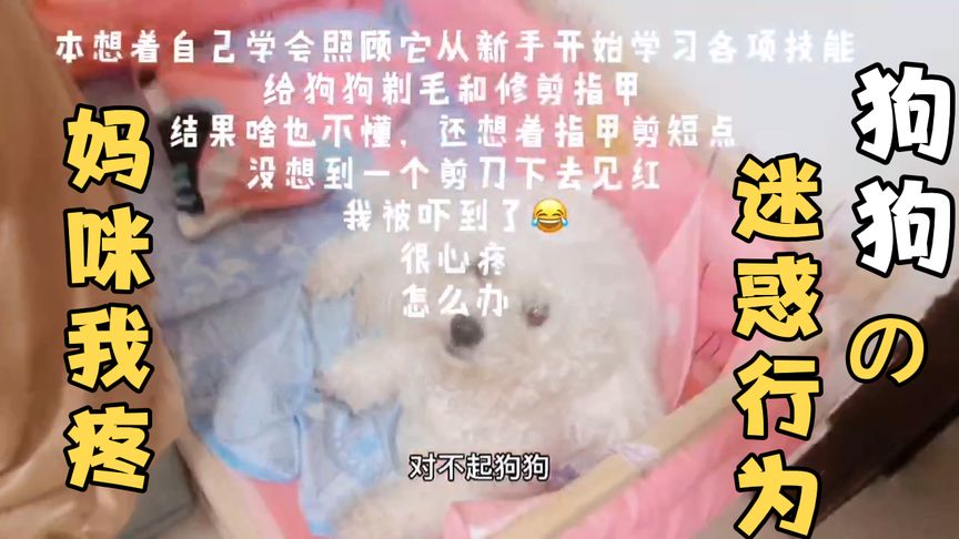 新手果妈带萌宠,上一秒高高兴兴给狗狗剃毛,下一秒心疼哭了