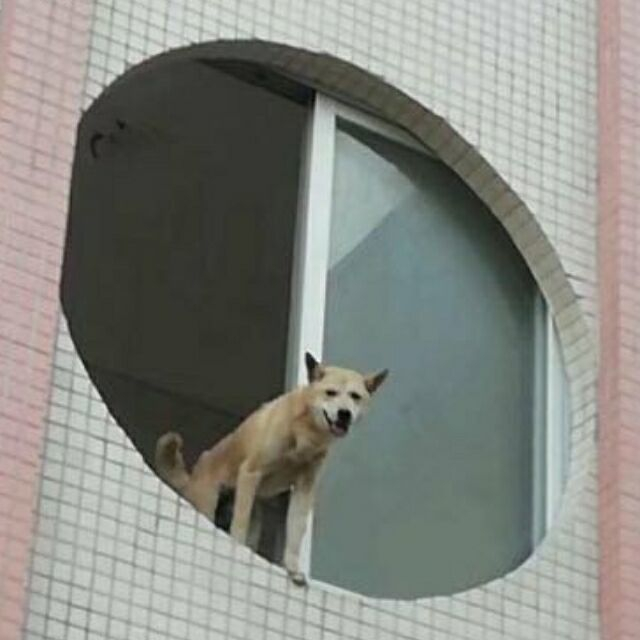 Goujon_k1 