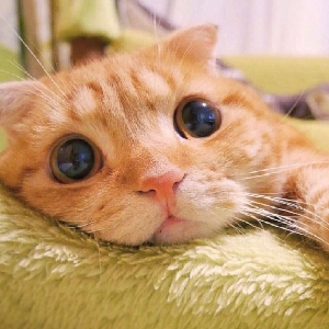 灯灯的猪猪 