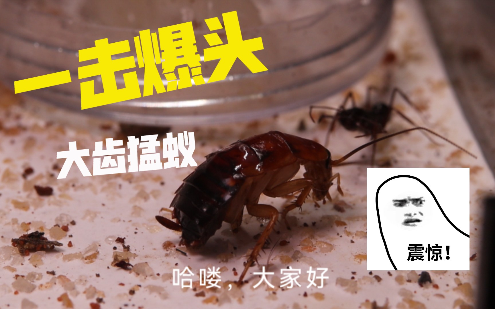 2分钟带你了解大齿猛蚁的攻击模式