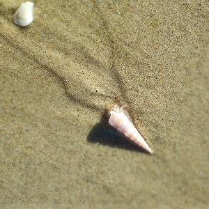 柳柳湄 