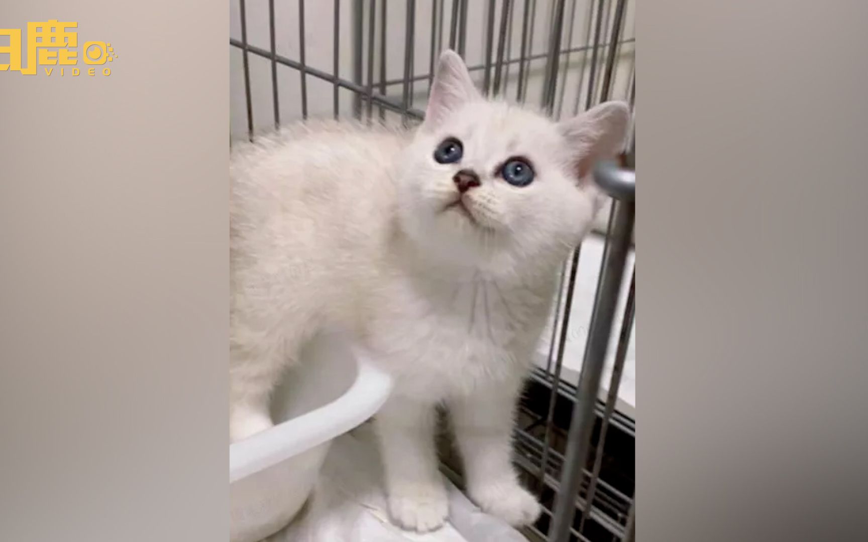 差价1500元!男子养8个月给公猫做绝育才知是母猫获赔600