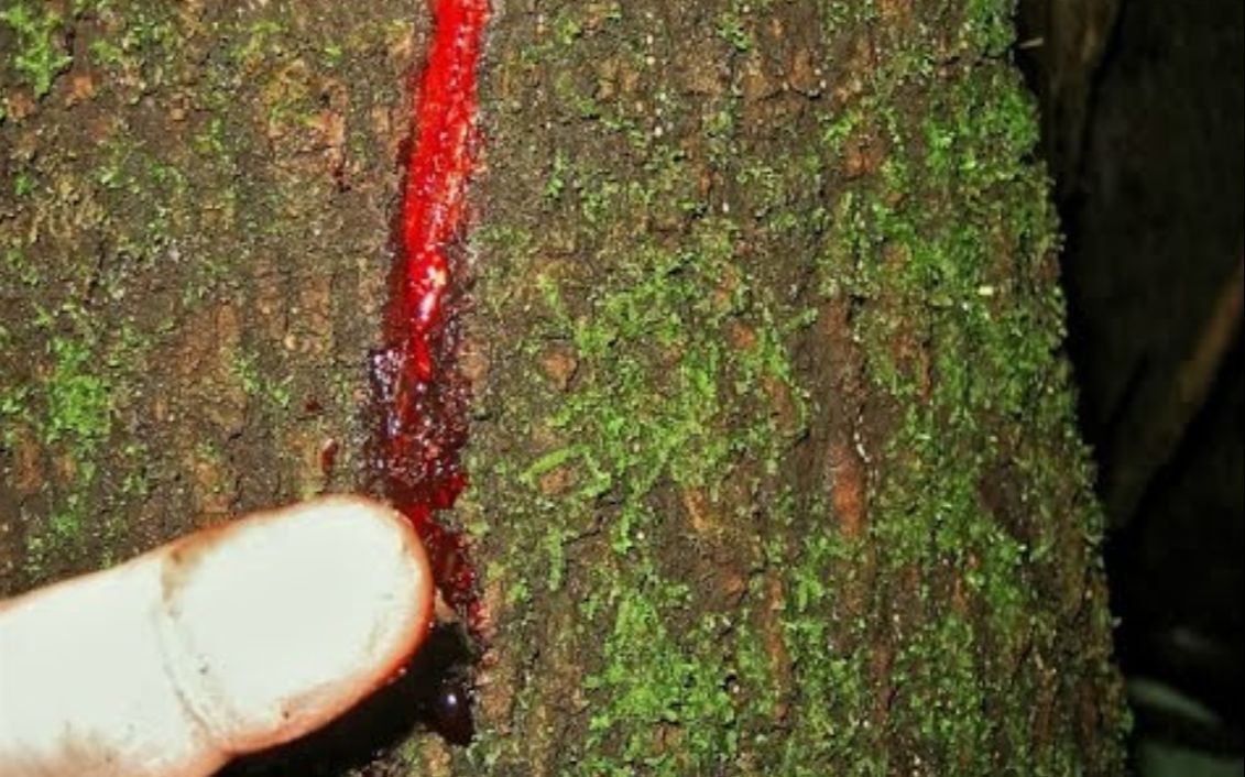 世界15大最诡异的树~居然还有会流血的树?!你见过吗?@油兔不二字幕...