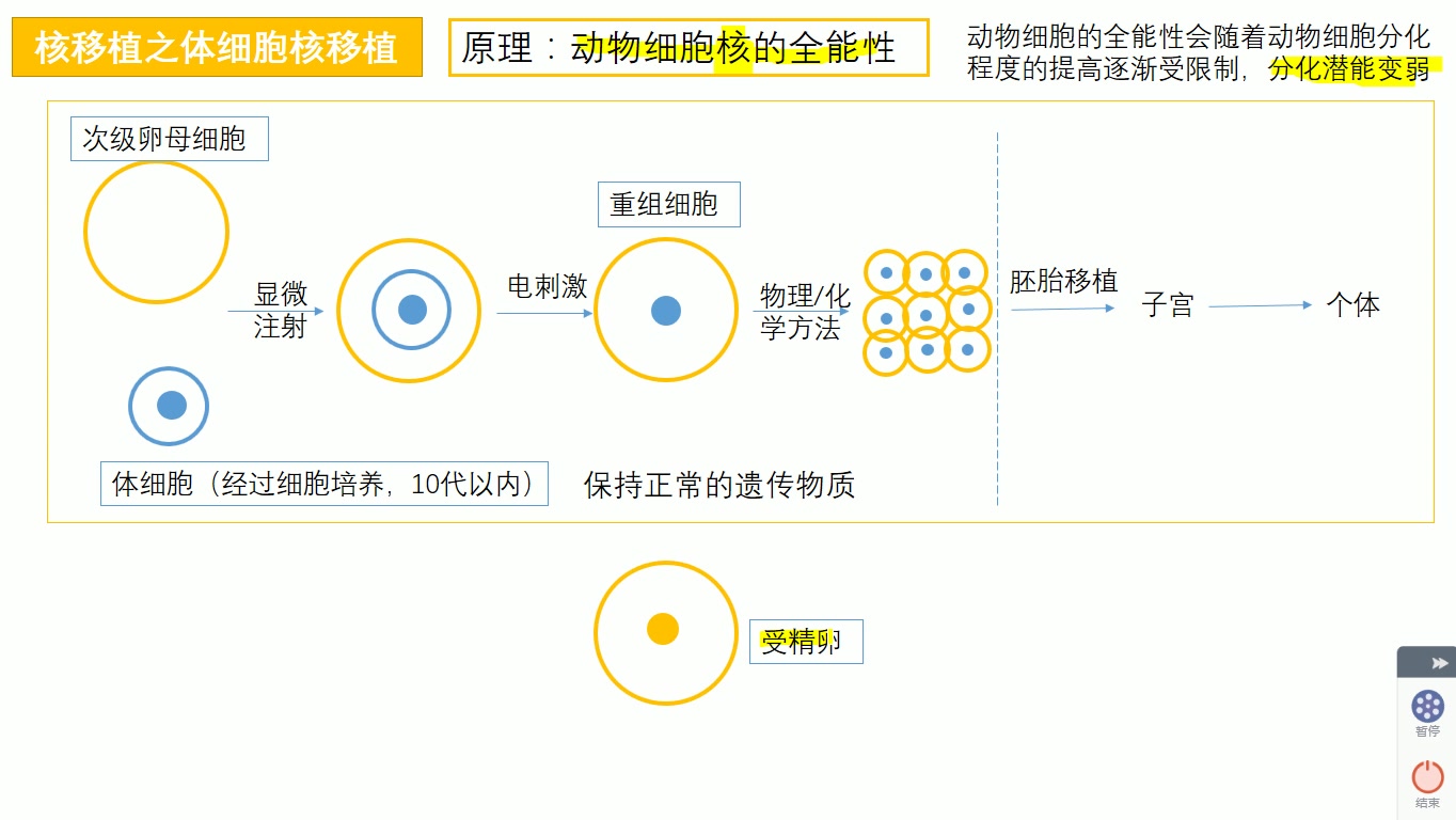 高中生物《动物细胞工程》之体细胞核移植技术