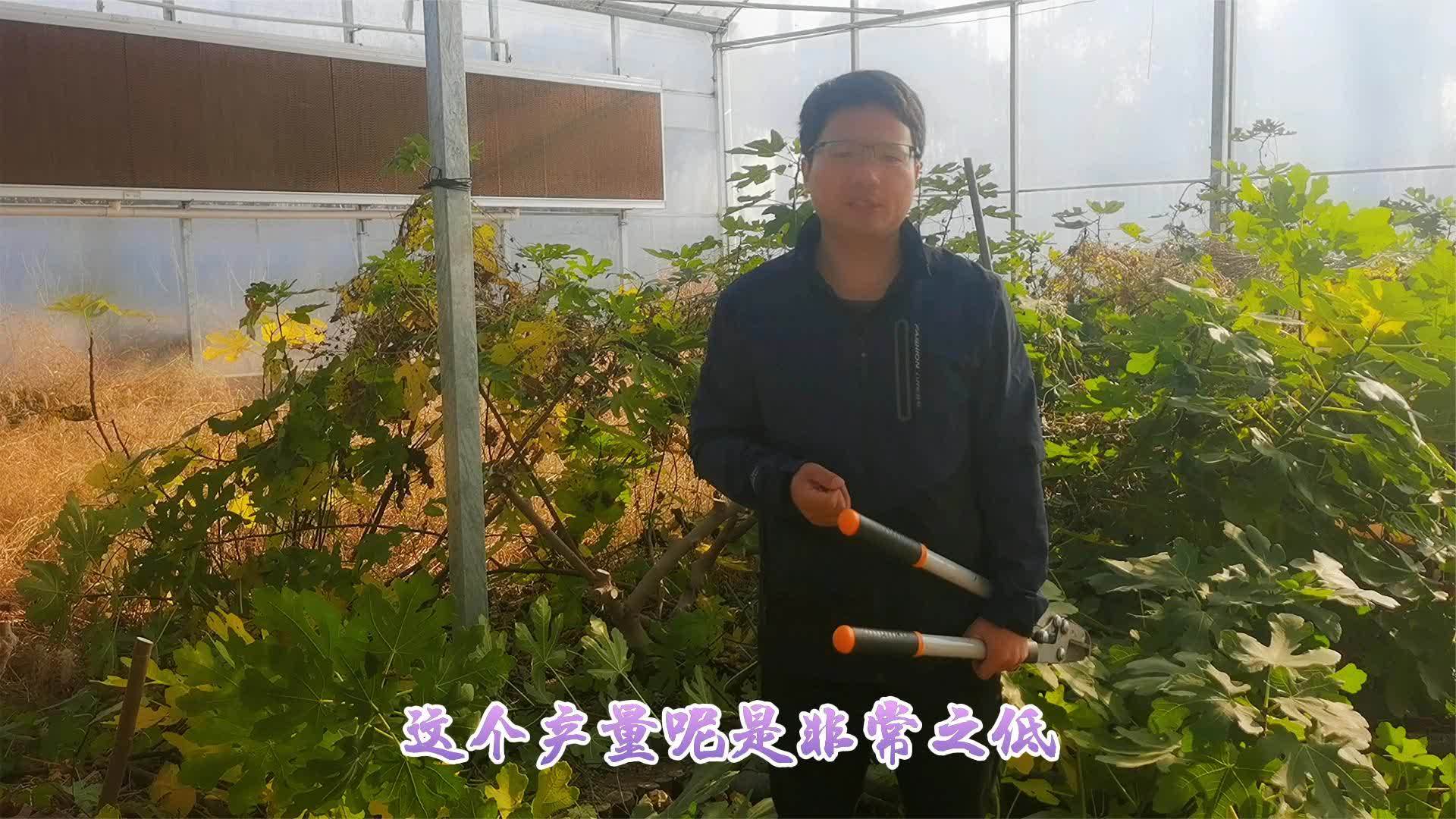 无花果冬季修剪,直接影响明年产量,千万不要被冻死!