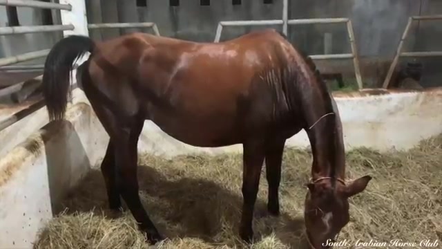 阿拉伯母马分娩全程记录(无人工干预,包含分娩前征兆、分娩全程和...