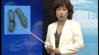 开花、传粉、受精、果实和种子的形成(初中二年级生物)#B1628