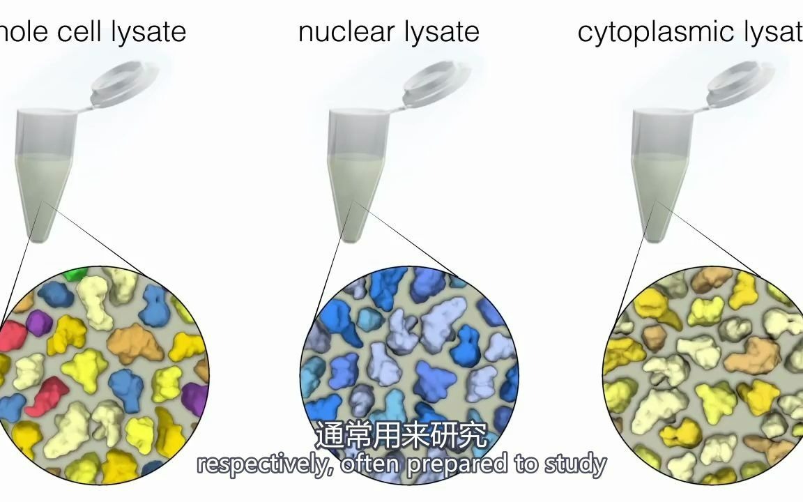 【中英双字 | 1080P】蛋白质印迹 Western Blotting (WB) 医学免疫学...