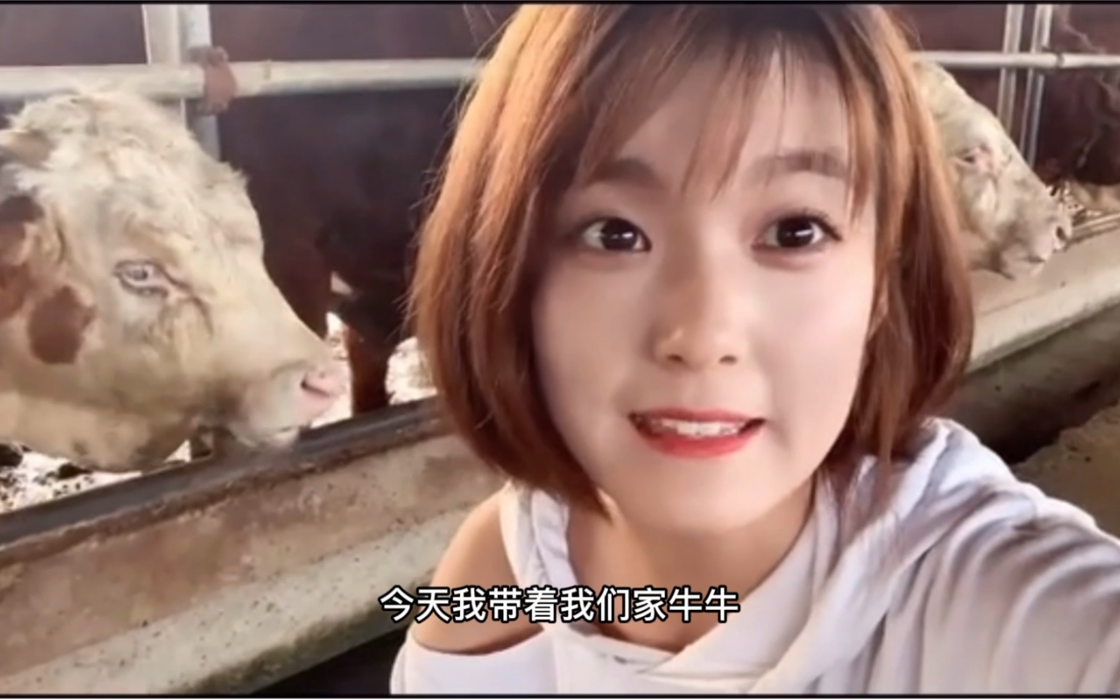 勇敢牛牛,方言版