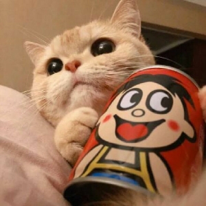苏泽辰の猫 