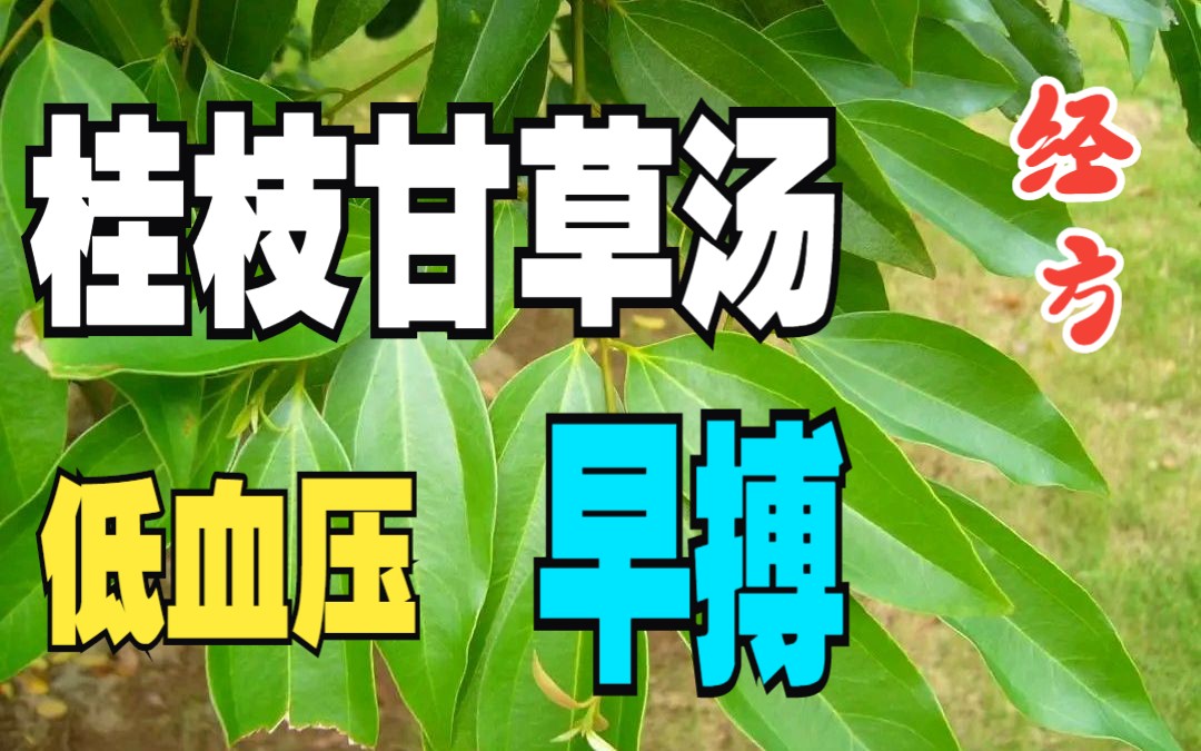 经方:桂枝甘草汤,治疗低血压、早搏,心动过速。