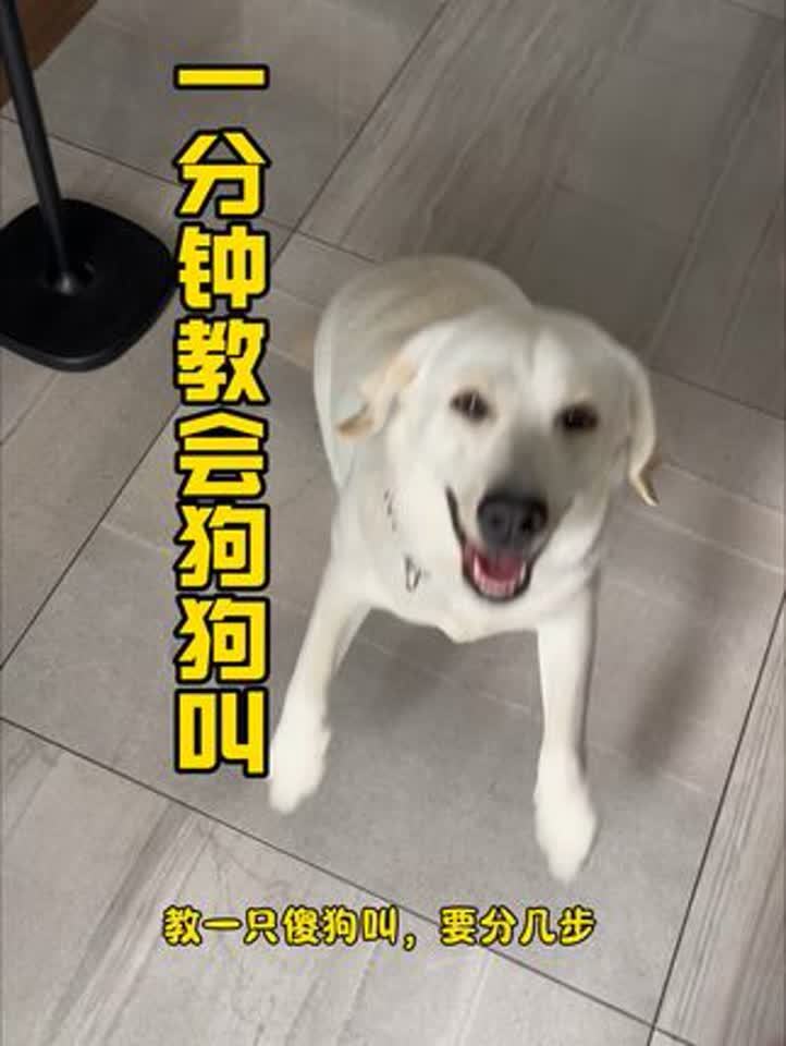 一分钟教会狗狗叫 #我和我的狗 #不养狗不知道养狗的乐趣 #养狗经验...