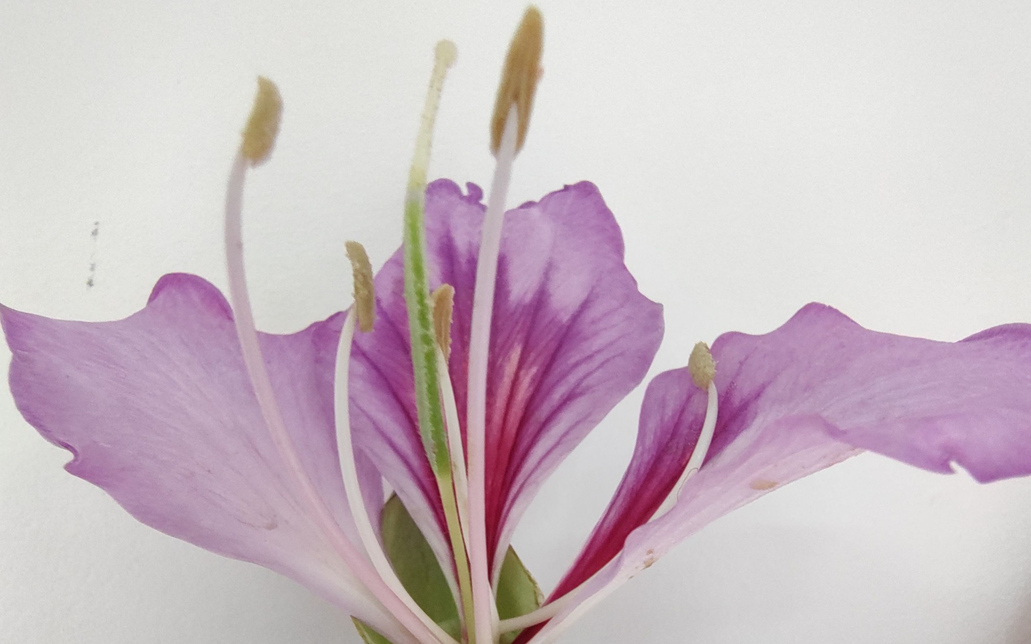 观察花的结构