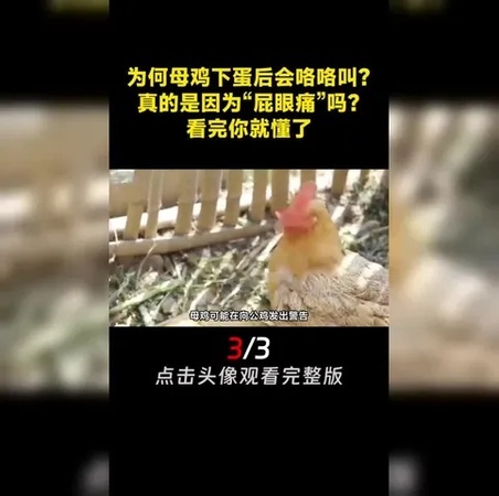 为何母鸡下蛋后会咯咯叫?真的是因为"屁眼痛"吗?