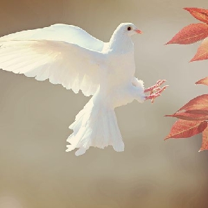 Machinegun_Dove 