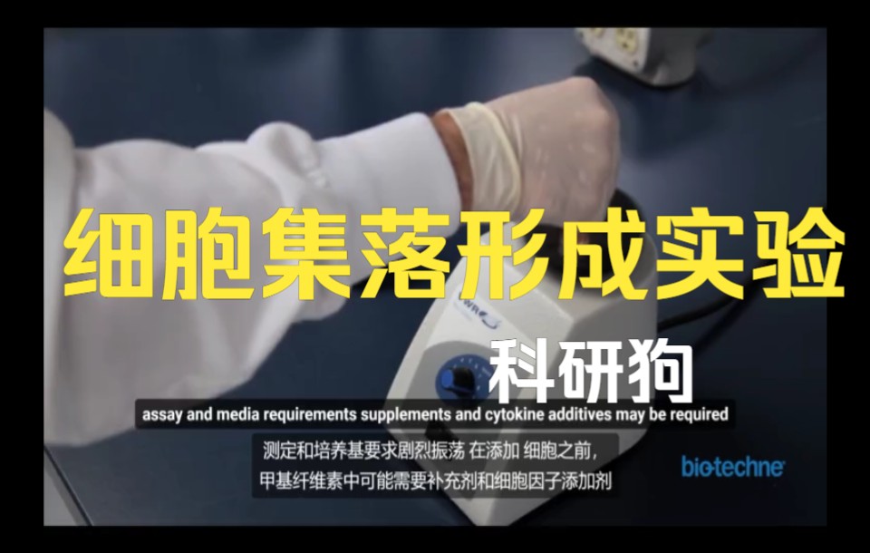 细胞集落形成实验