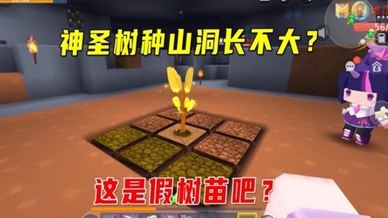 迷你新生存41:神圣树在山洞里长不大金坷垃也无能为力,假树苗