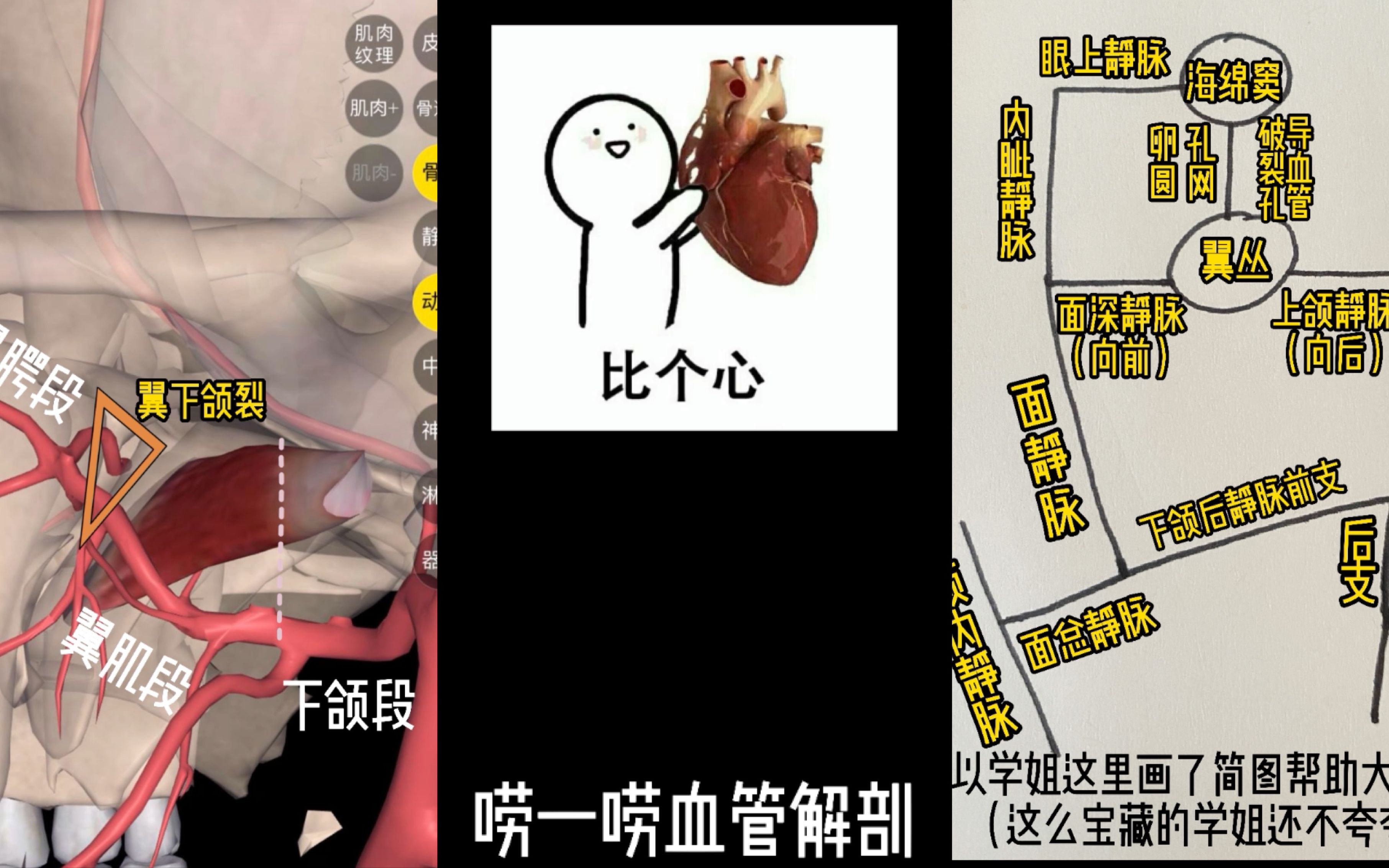 口腔解剖|血管篇 五分钟带你唠一唠血管解剖