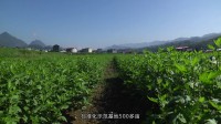 神硒花茶宣传视频