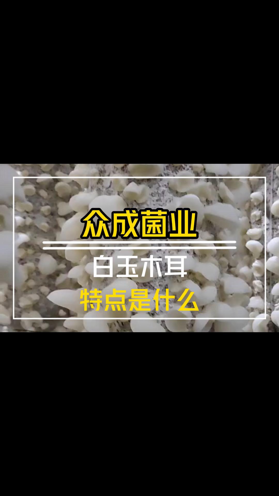 白玉木耳的特点是肉厚、单片、圆边、无筋、小碗状。它摸起来柔软,...