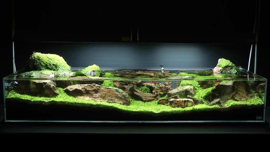 草缸造景视频教程:绿色车间画廊的超矮石景开缸全过程「上」