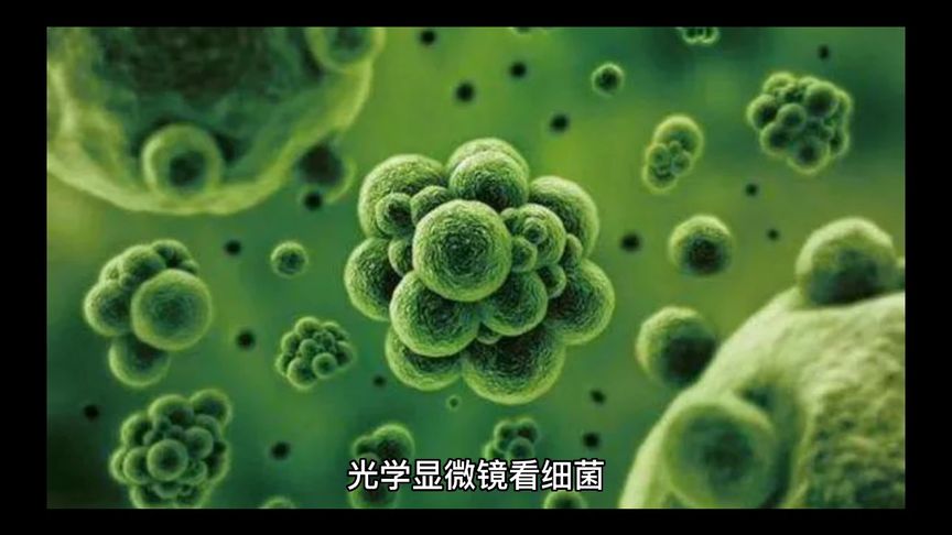 光学显微镜看细菌