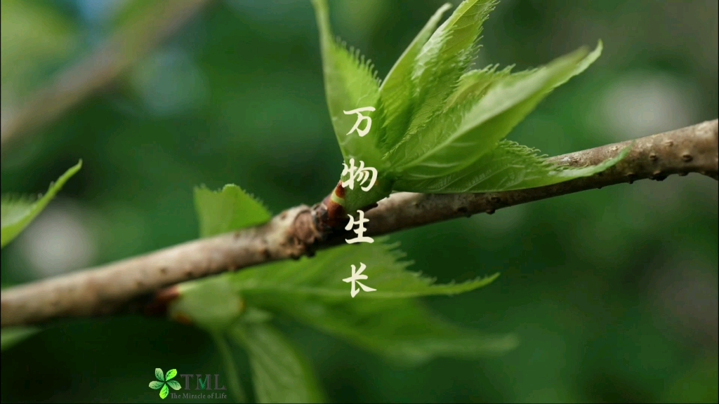 【原创】【延时摄影】【合辑】【万物生长】每天来看一片新叶/2022...