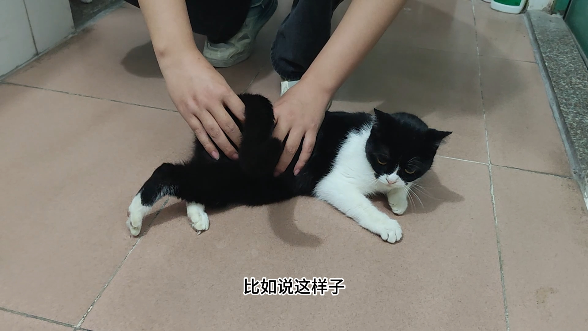 小母猫发情该怎么办?用食指拇指反复捏后大腿根部肌肉