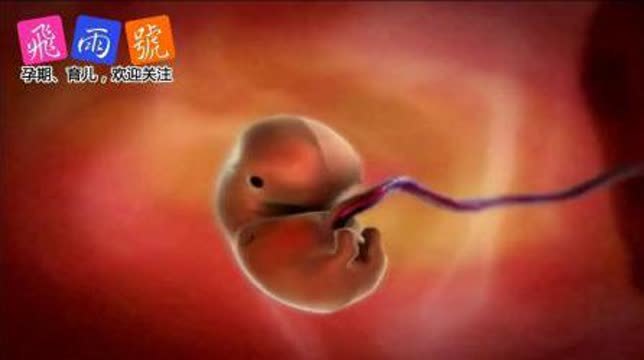 .从受精卵到孕期12周 胎儿在妈妈子宫里发育全过程