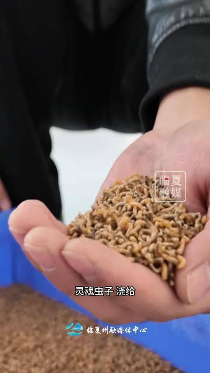 ...公司每日接收处置餐厨垃圾16吨,以蝇蛆为媒介,利用一系列新型设备...