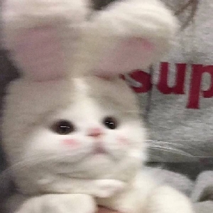 不更新版别问了 