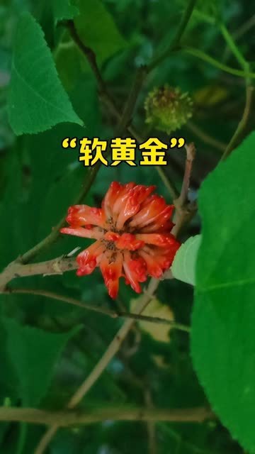 路边野果"楮实子",很多人不了解,遇到采些回家 #大自然的原生态 #楮实子 #三农