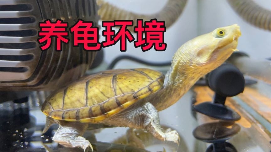 养龟新手必看!推荐三种水龟环境过滤系统!