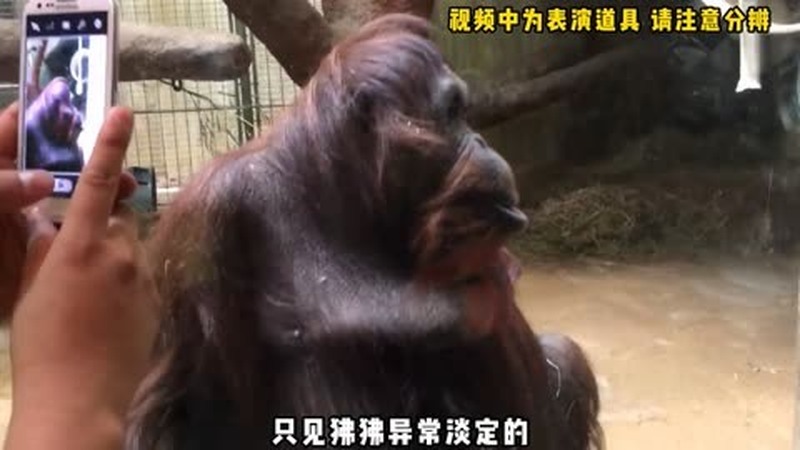 狒狒的神操作救活了动物园!