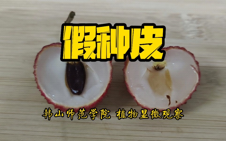 你知道吗,荔枝、龙眼、榴莲等水果的主要食用部分是假种皮