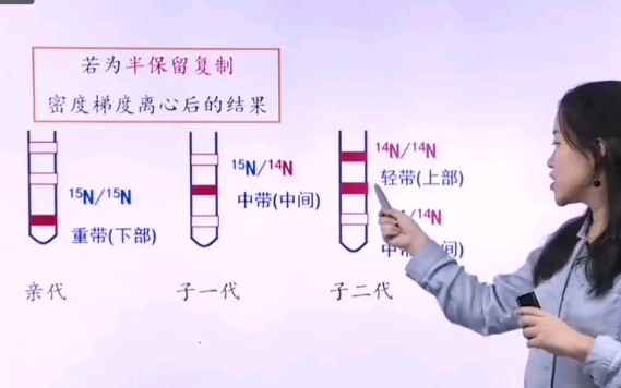 【高中生物】DNA的半保留复制