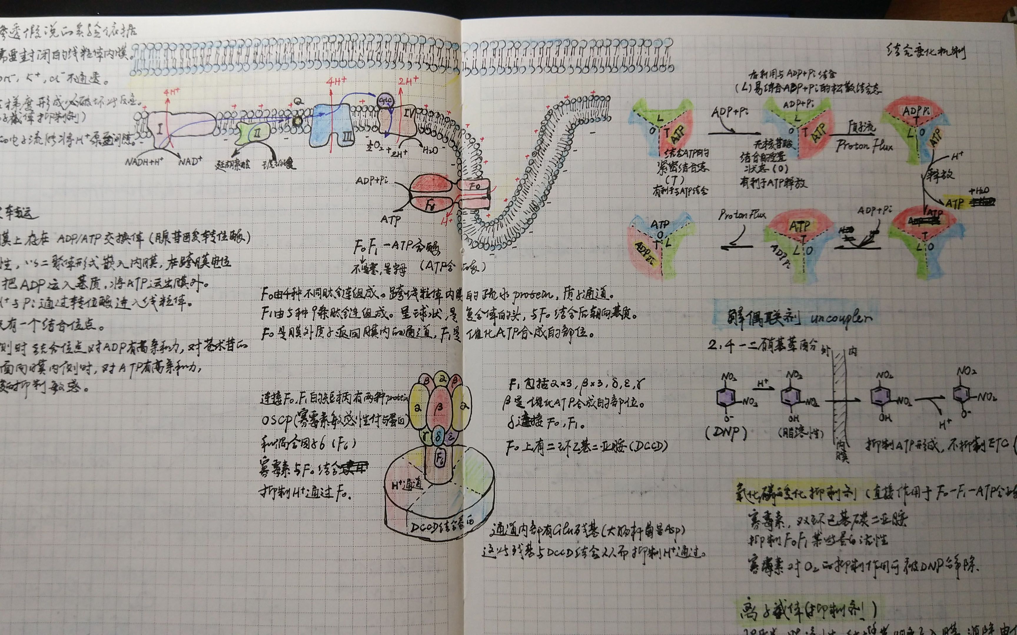 【生物化学】【ATP合成酶催化ATP合成的过程】【无字幕】
