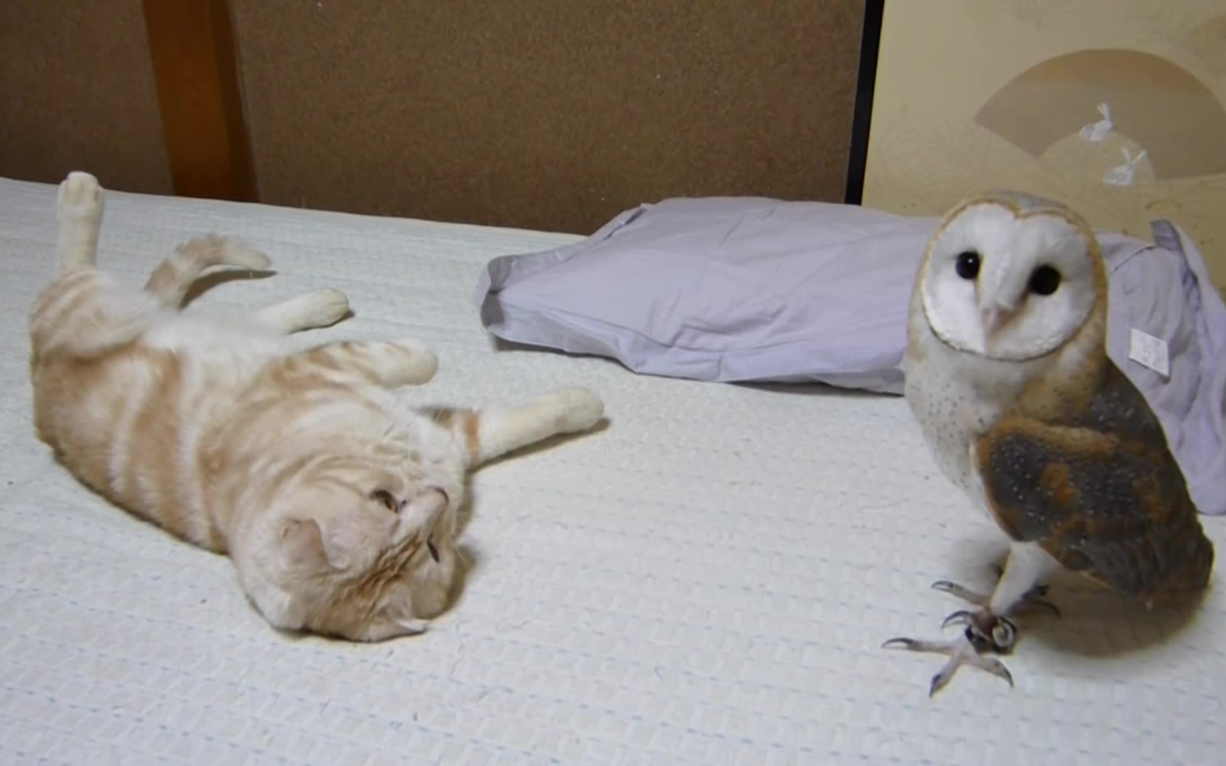 宠物仓鸮和小猫咪